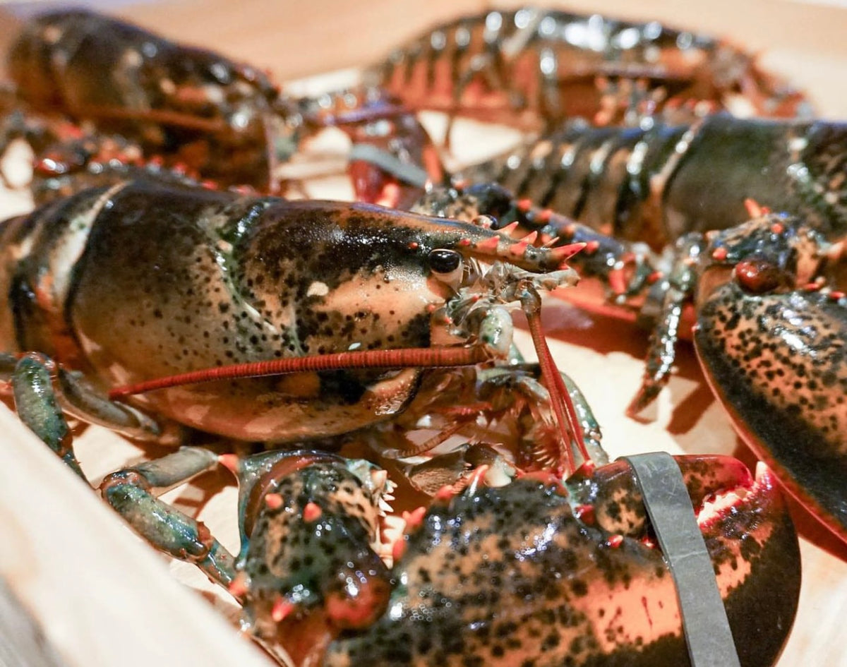 Boston lobster – LYHseafood