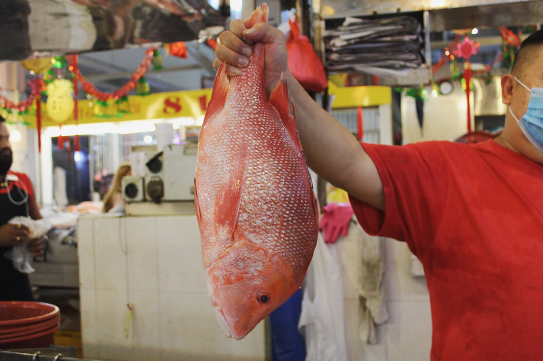Red emperor |红狮鱼| – LYHseafood