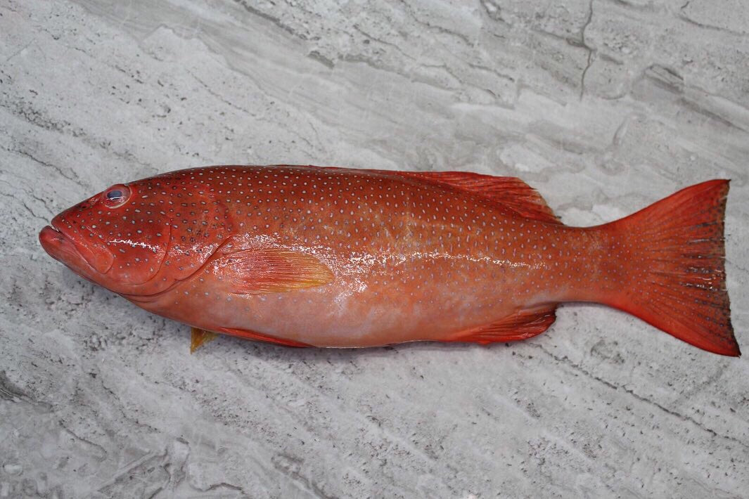 Red Grouper |七星斑| – LYHseafood