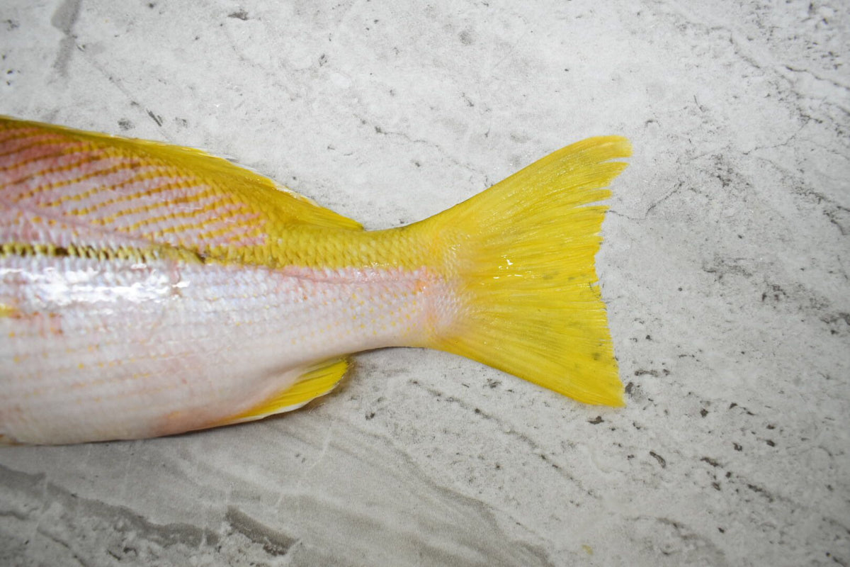 KEE fish |记鱼| – LYHseafood