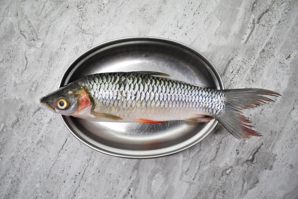 Sultan fish | 苏丹鱼| – LYHseafood