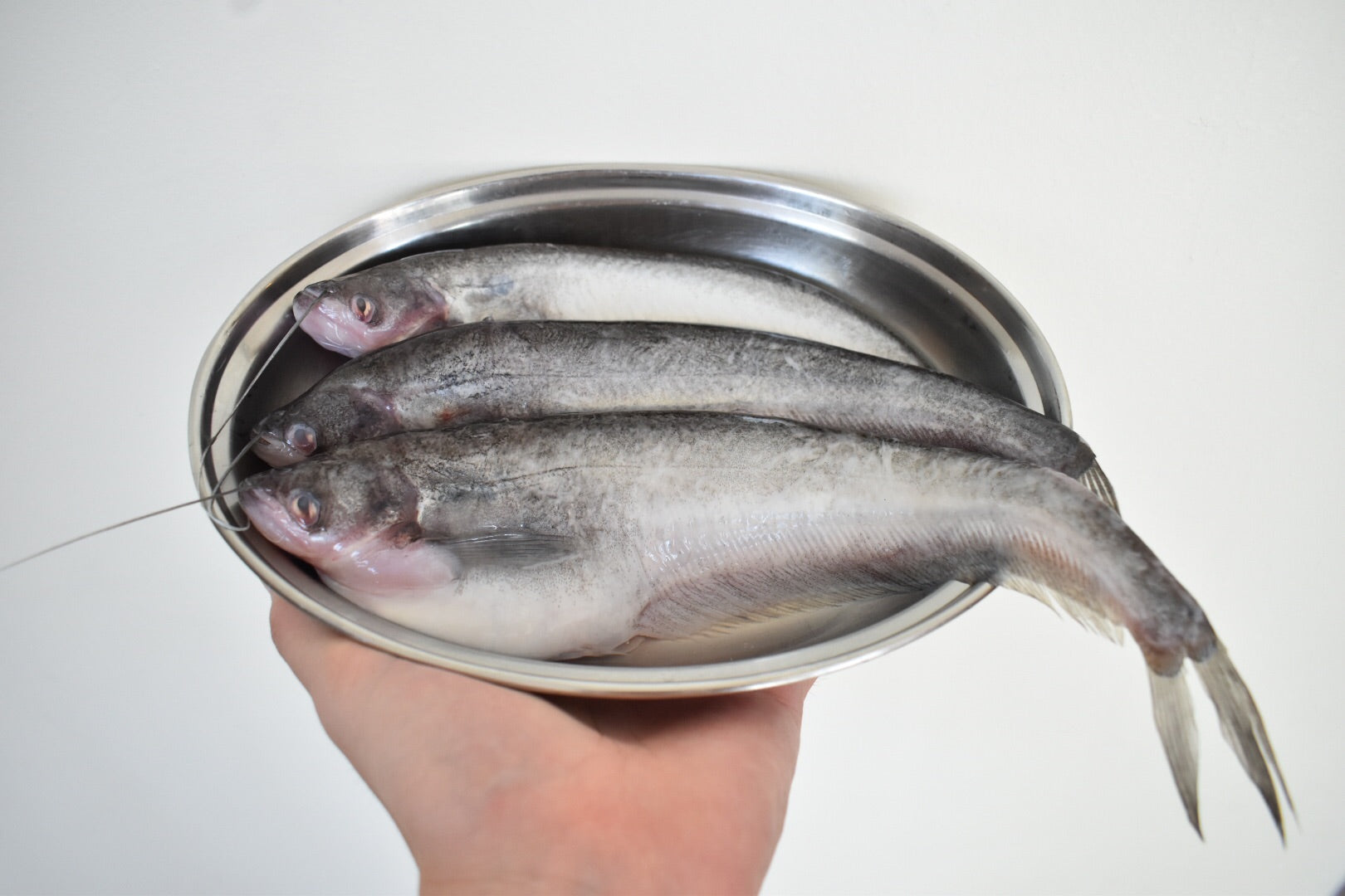 Freshwater fish in singapore – LYHseafood