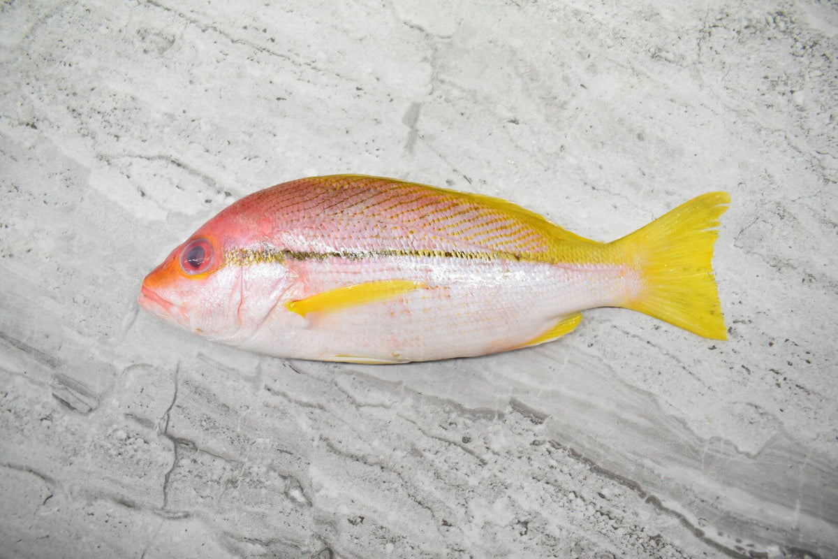 KEE fish |记鱼| – LYHseafood