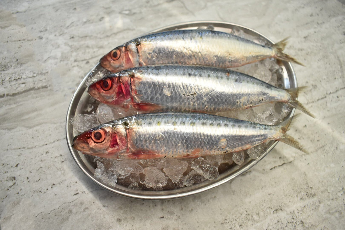 Sardine – LYHseafood