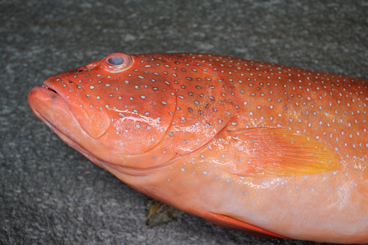 Red Grouper |七星斑| – LYHseafood